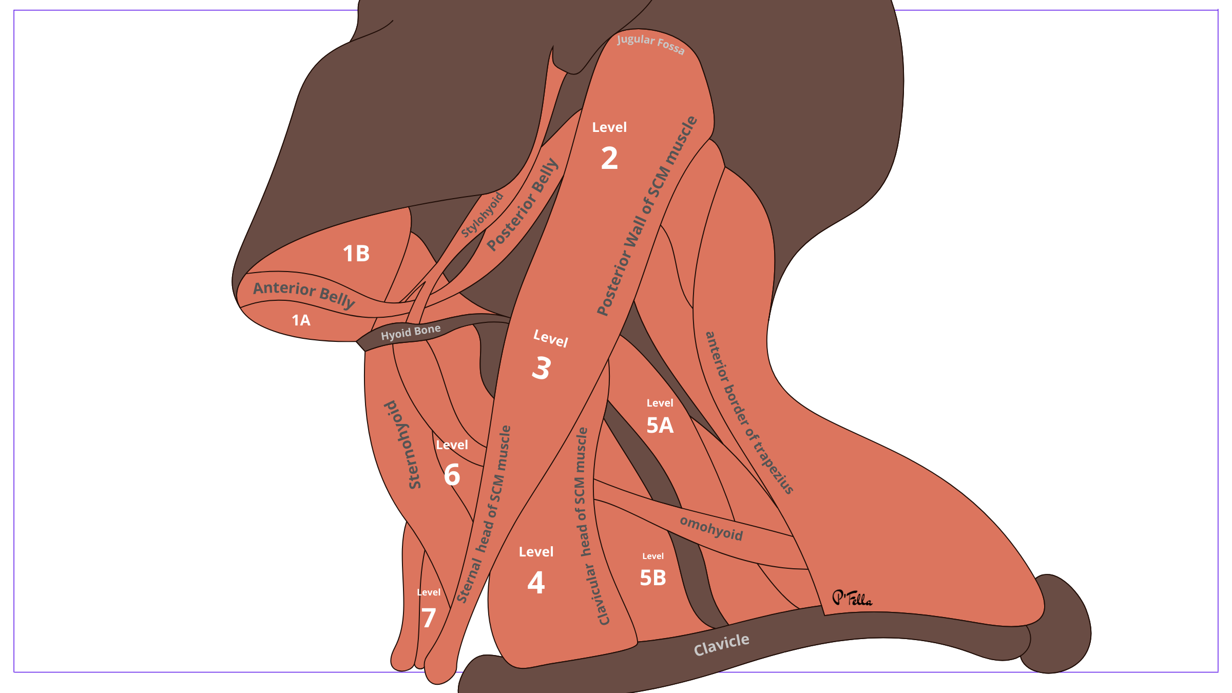 Cervical Lymph Nodes of the Neck
