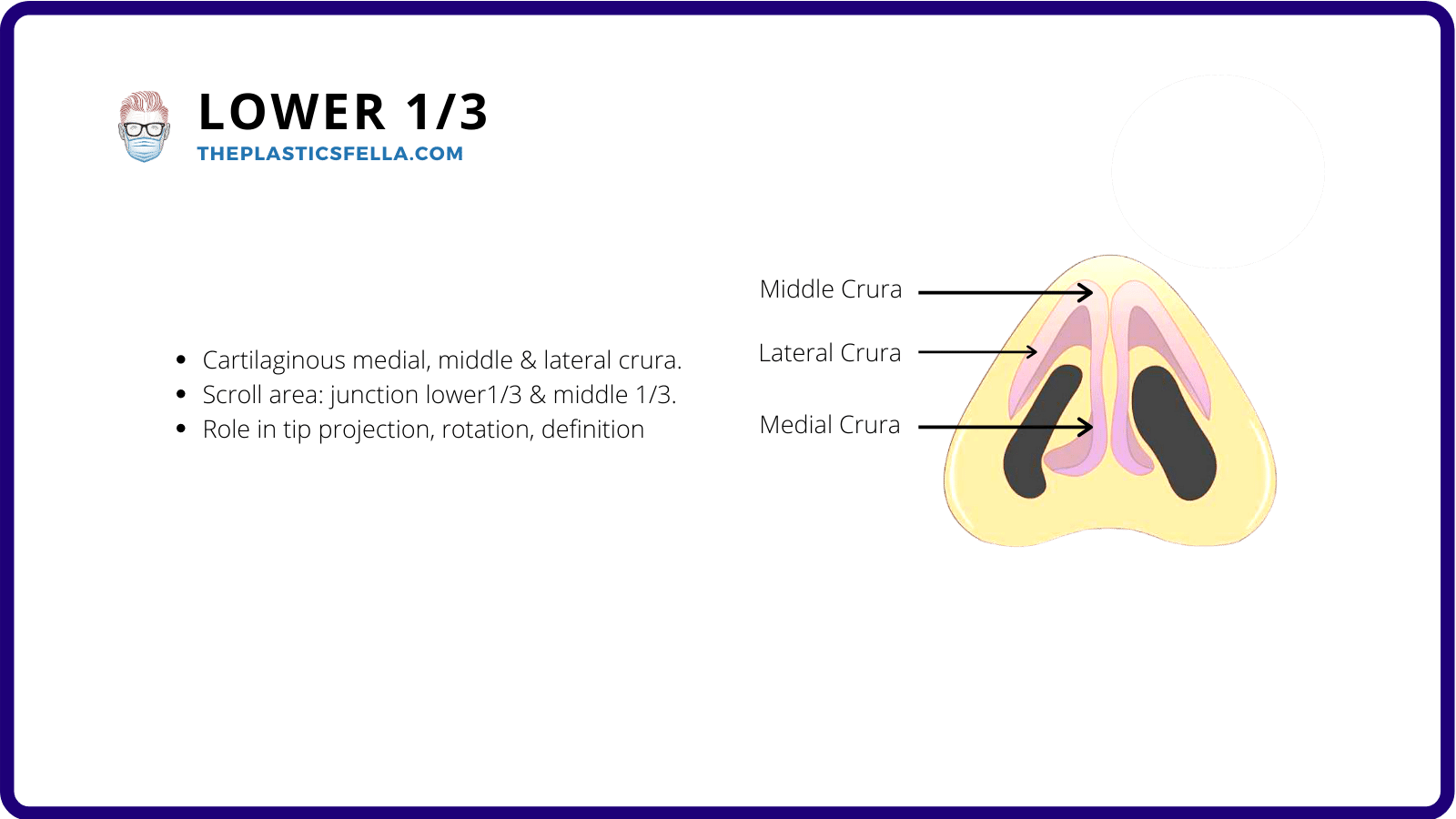 Clinical Anatomy of the Nose