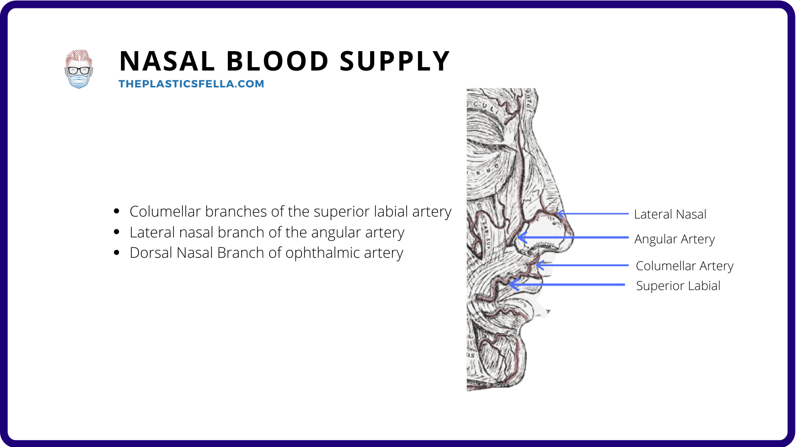 Clinical Anatomy of the Nose