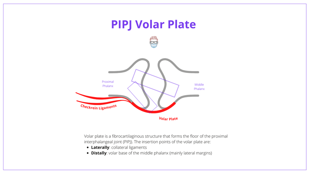 PIPJ Anatomy - Joint, Ligaments, Volar Plate