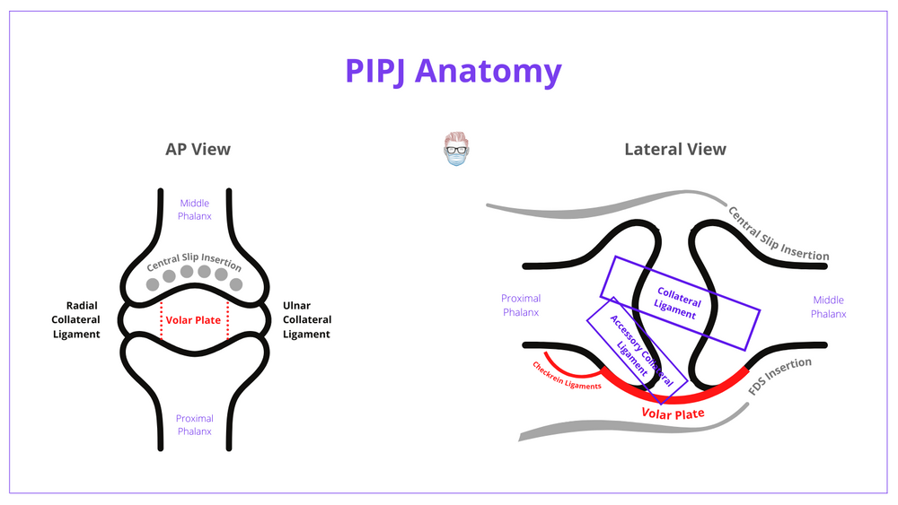 PIPJ Anatomy - Joint, Ligaments, Volar Plate