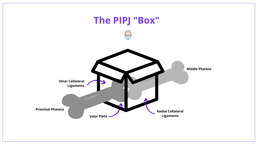 PIPJ Anatomy - Joint, Ligaments, Volar Plate