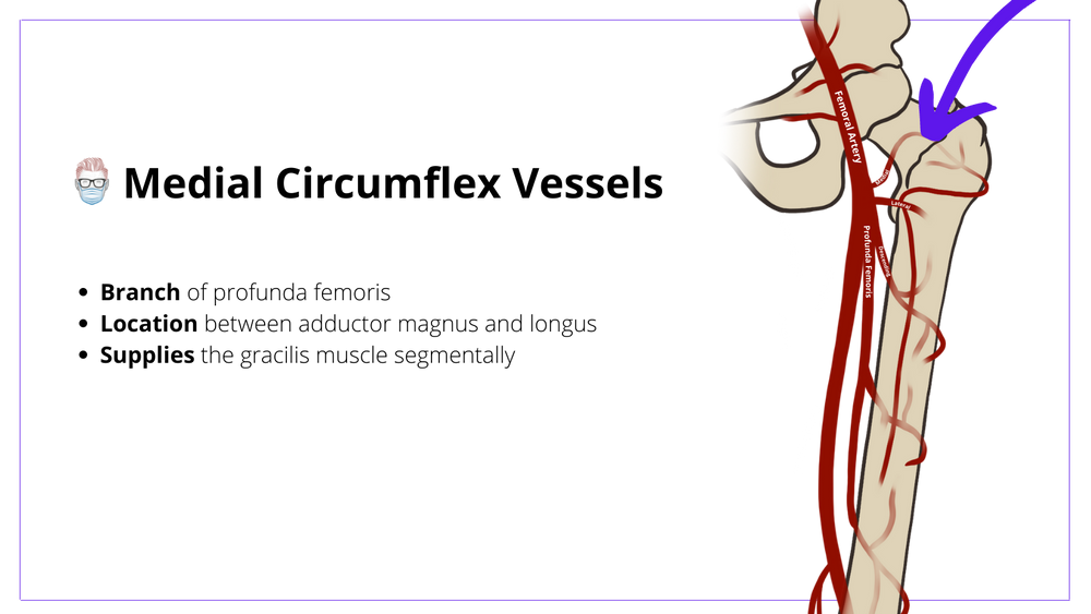 Gracilis Flap - Anatomy, Technique, Indications