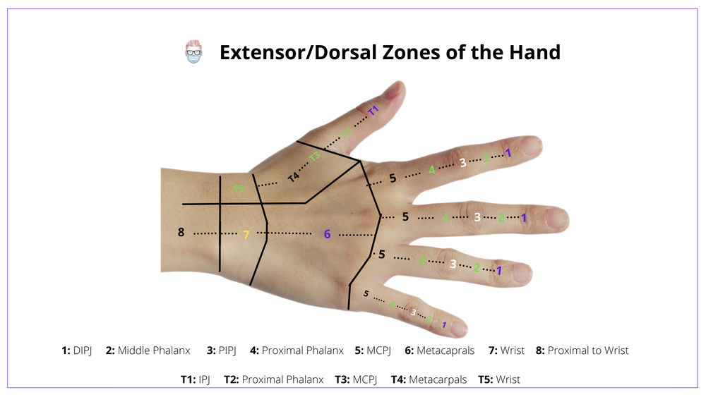 Zones of the Hand (Flexor and Extensor)