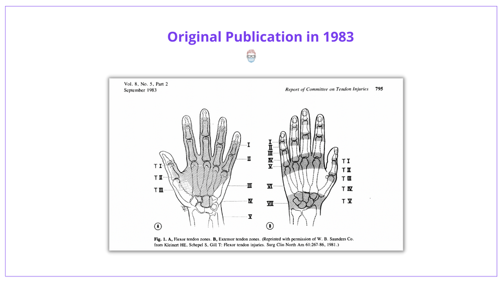 Zones of the Hand (Flexor and Extensor)