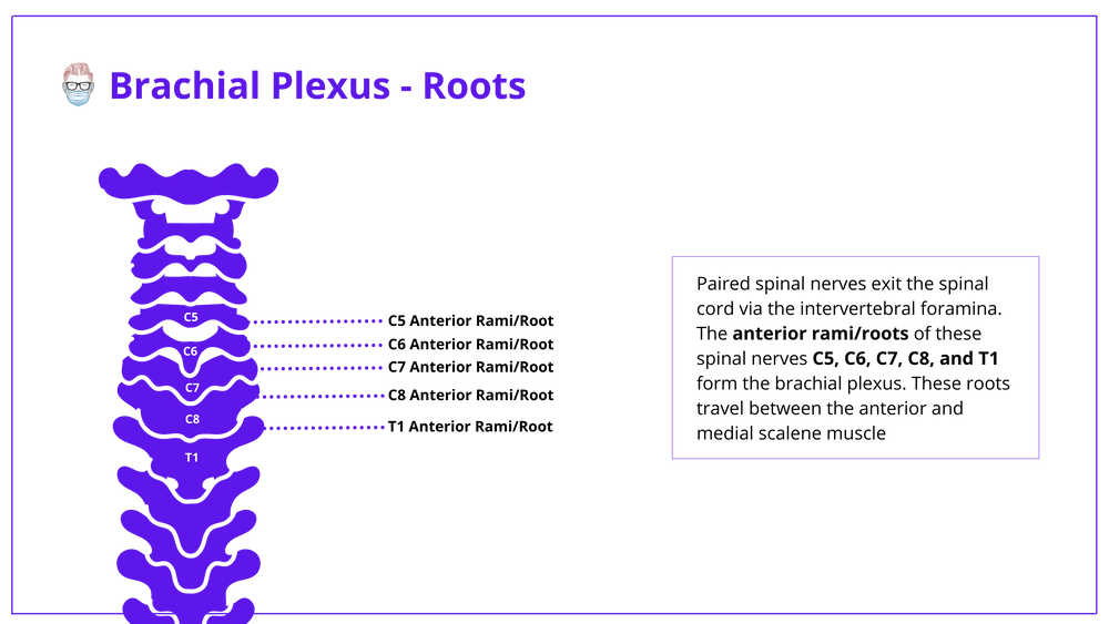 Brachial Plexus Anatomy: Roots, Trunks, Divisions, Cords & Branches