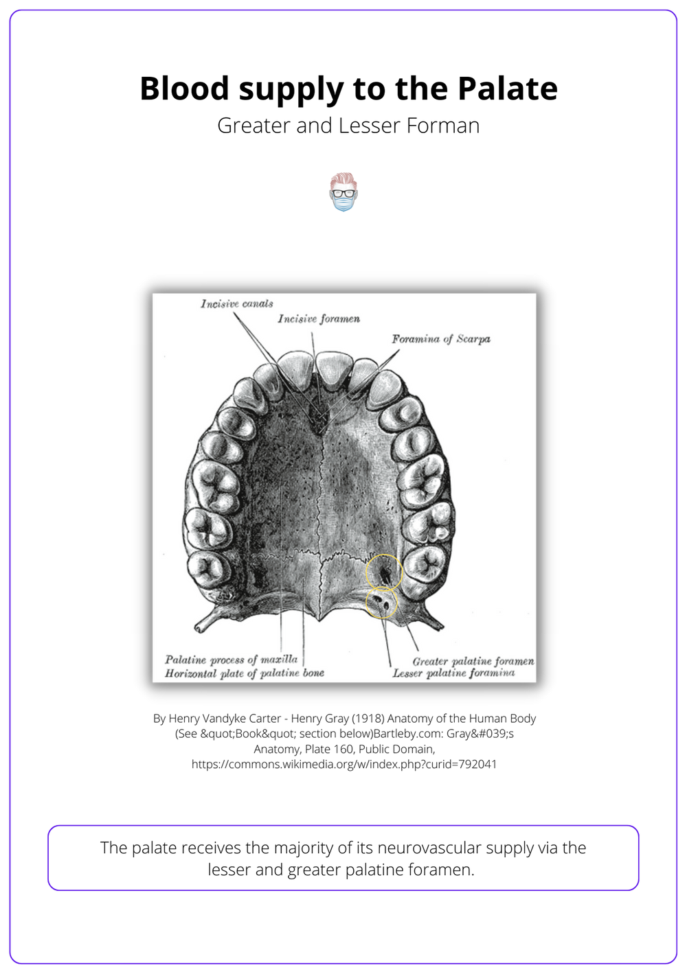 Anatomy of Hard & Soft Palate: Bones, Muscle, Artery, and Nerves