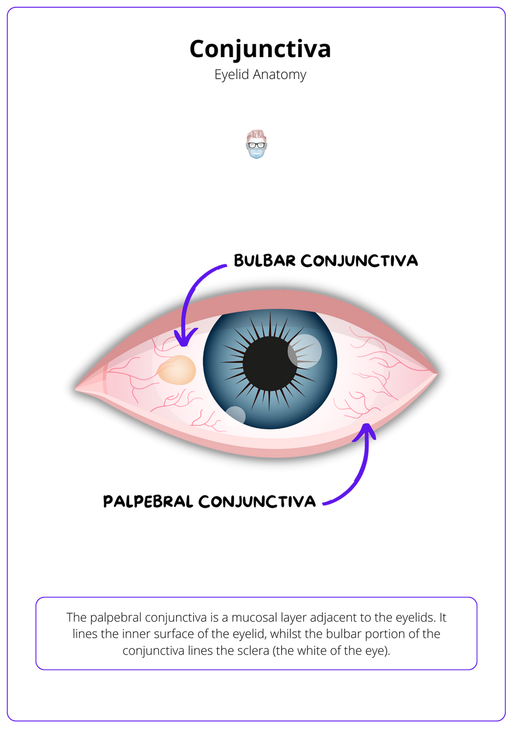 Lower Eyelid Anatomy · Skin, Muscle, Tarsal Plate, Conjunctiva
