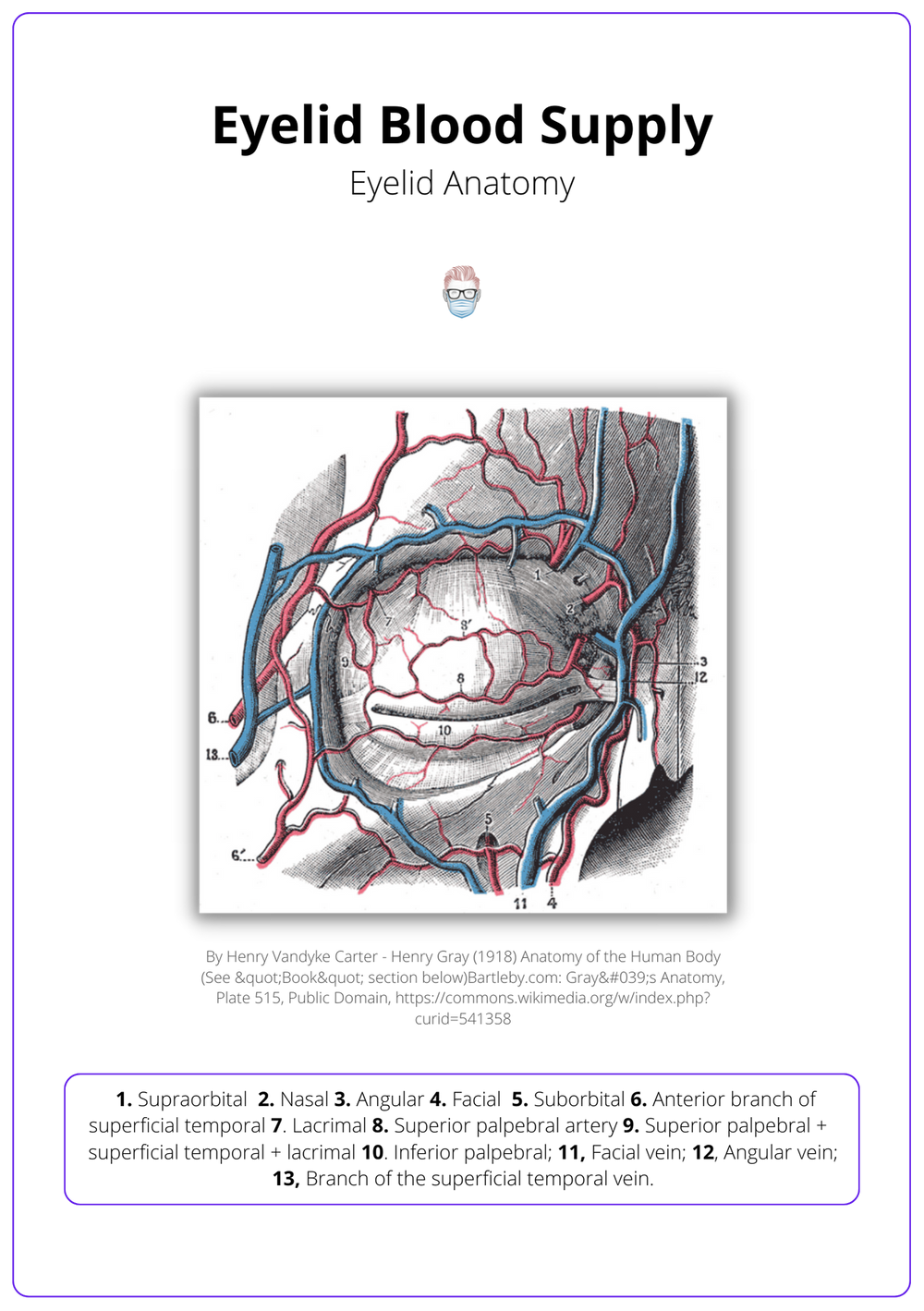 Lower Eyelid Anatomy · Skin, Muscle, Tarsal Plate, Conjunctiva