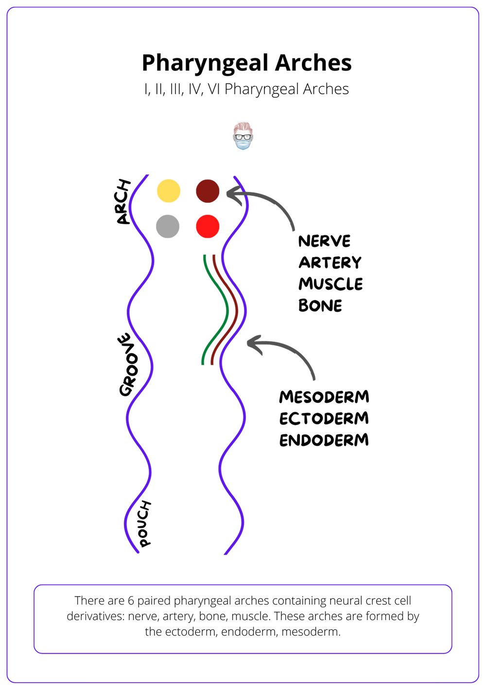 Pharyngeal (Branchial) Arches · Grooves, Pouches and Illustrations