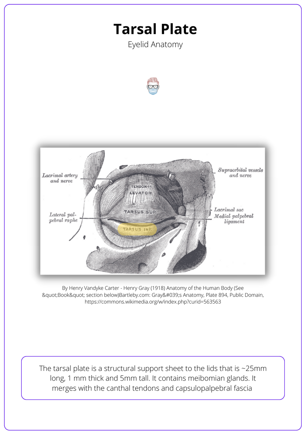 Lower Eyelid Anatomy · Skin, Muscle, Tarsal Plate, Conjunctiva