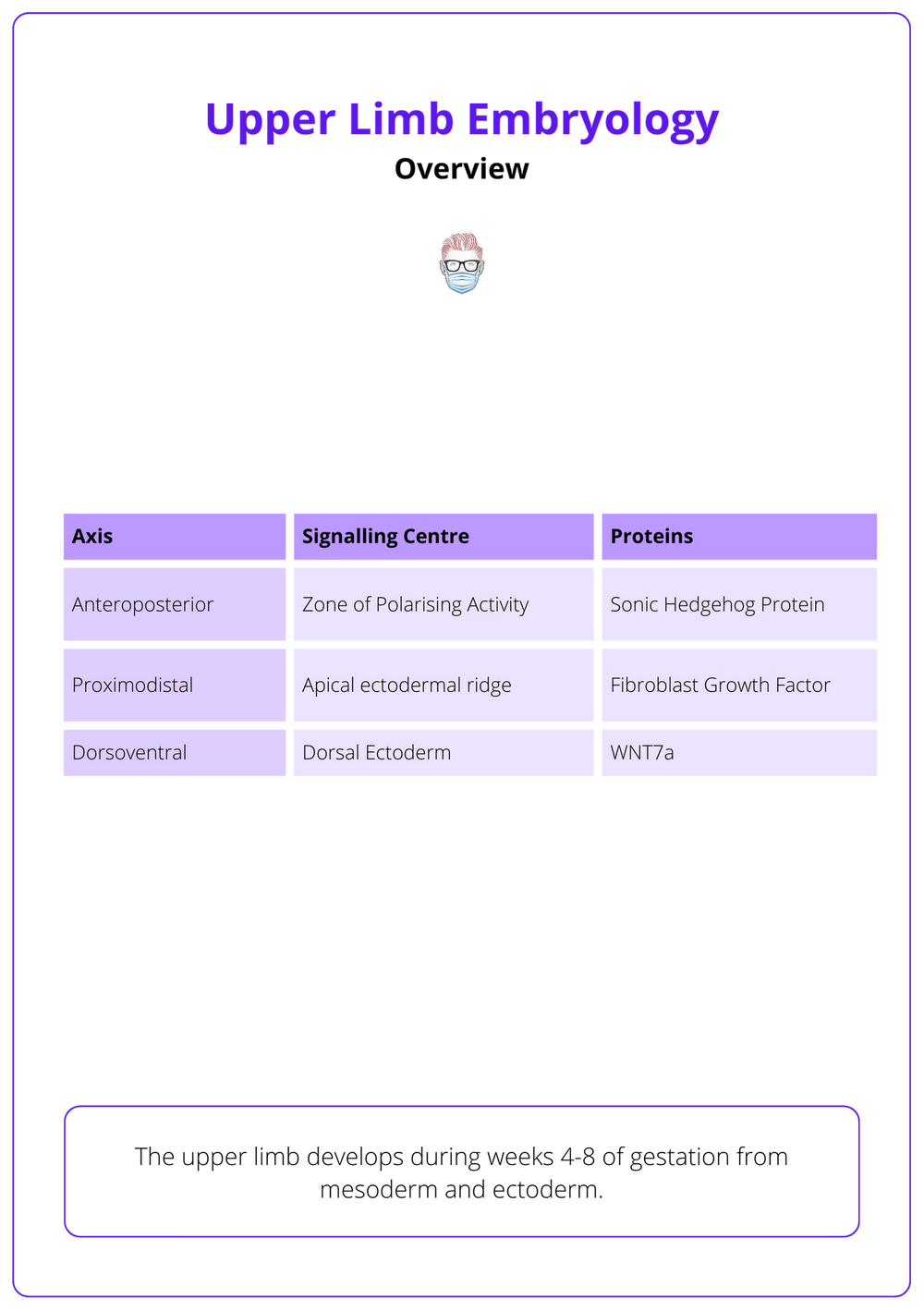 Upper Limb Embryology: Development Milestones & Mechanisms