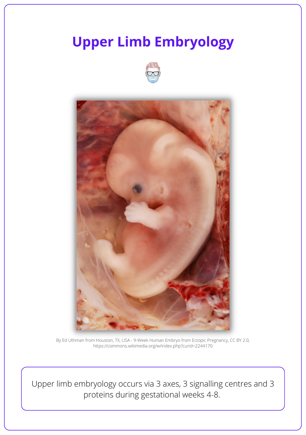 Upper Limb Embryology: Development Milestones & Mechanisms