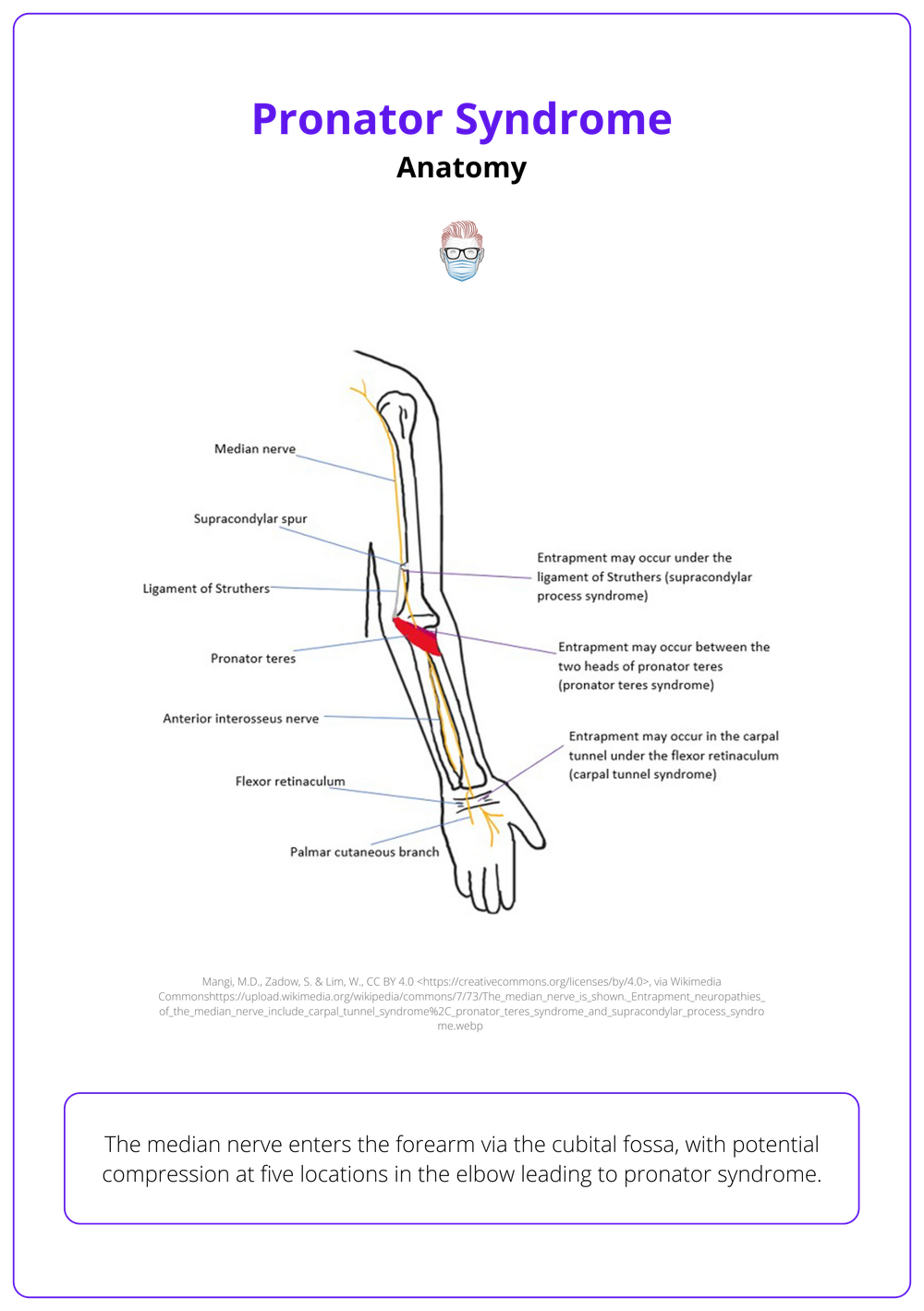 Pronator Syndrome: Anatomy, Clinical Features, & Management