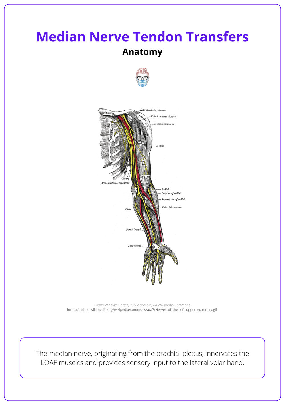 Median Nerve Tendon Transfers: Anatomy, Principles, & Procedure