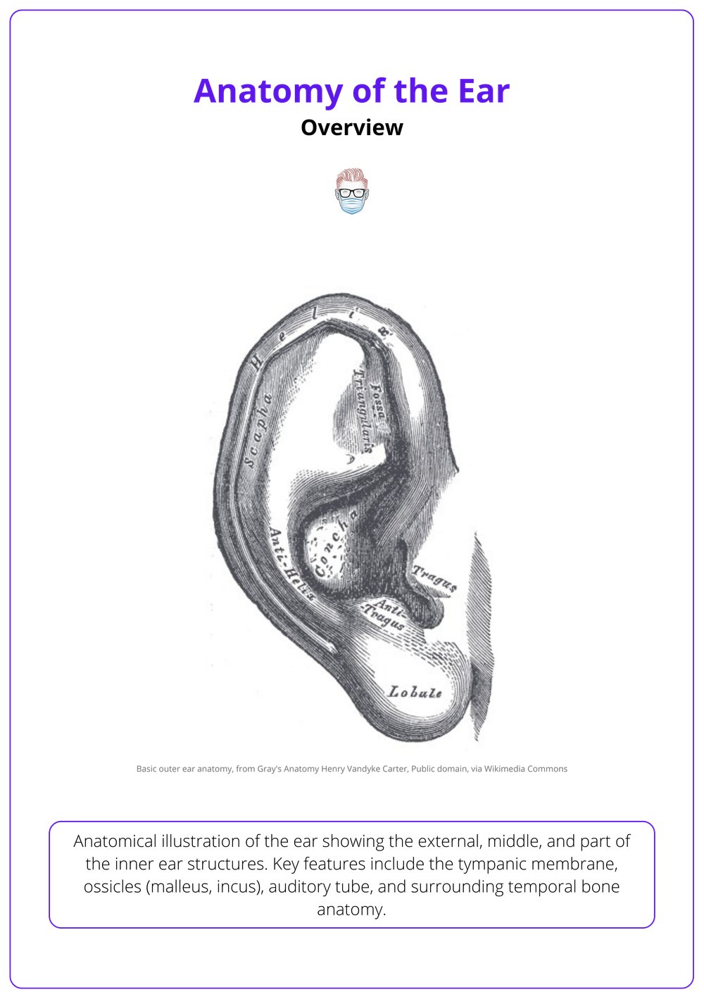 Anatomy of the Ear: Neurovascular Supply, Landmarks, & Aesthetic Subunits
