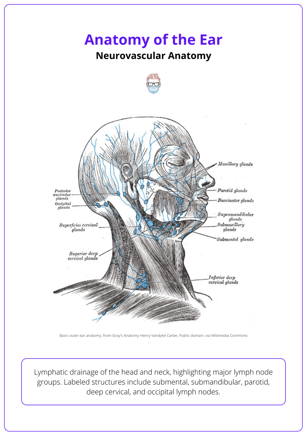 Anatomy of the Ear: Neurovascular Supply, Landmarks, & Aesthetic Subunits