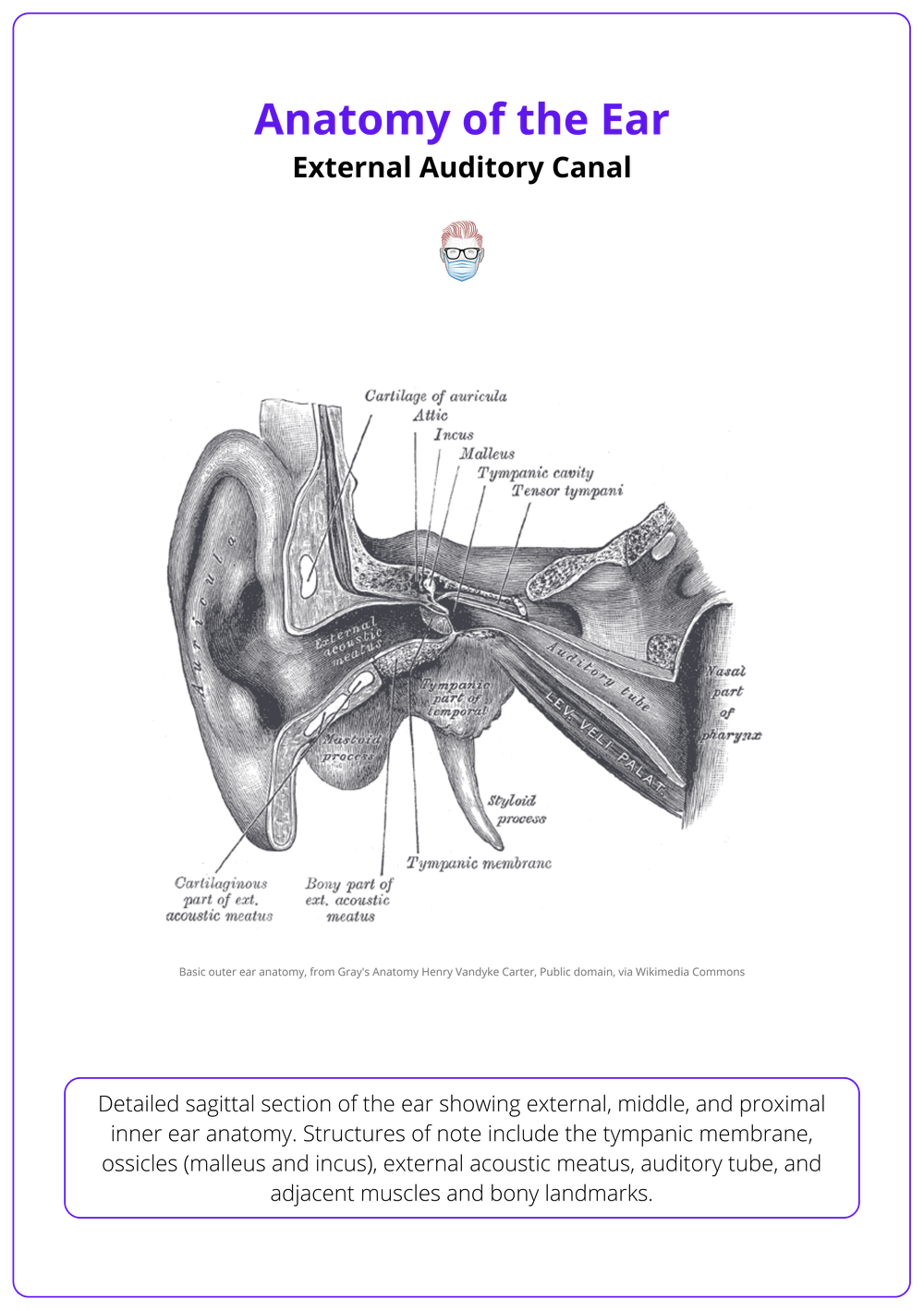 Anatomy of the Ear: Neurovascular Supply, Landmarks, & Aesthetic Subunits
