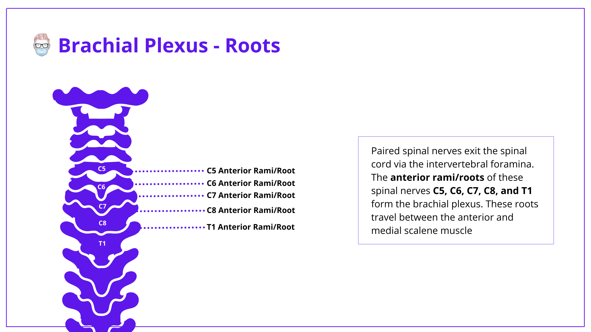 Brachial Plexus Anatomy: Roots, Trunks, Divisions, Cords & Branches
