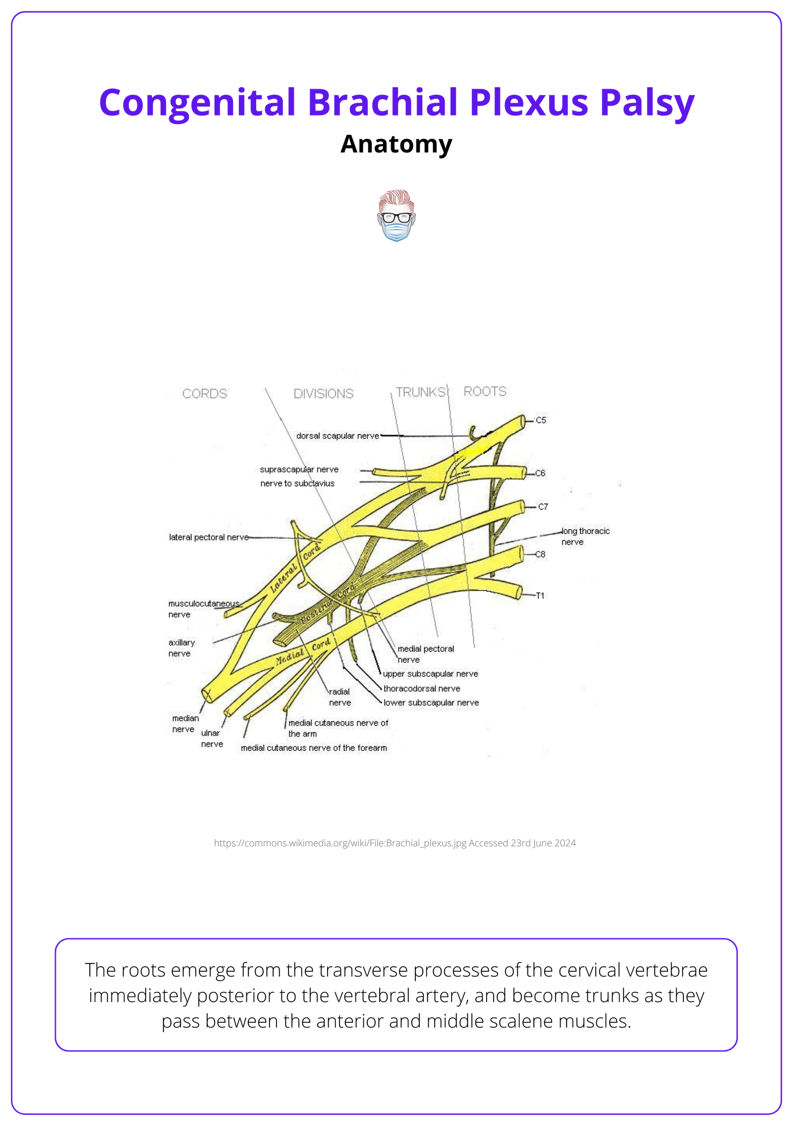 Congenital Brachial Plexus Palsy: Anatomy, Diagnosis, & Treatment