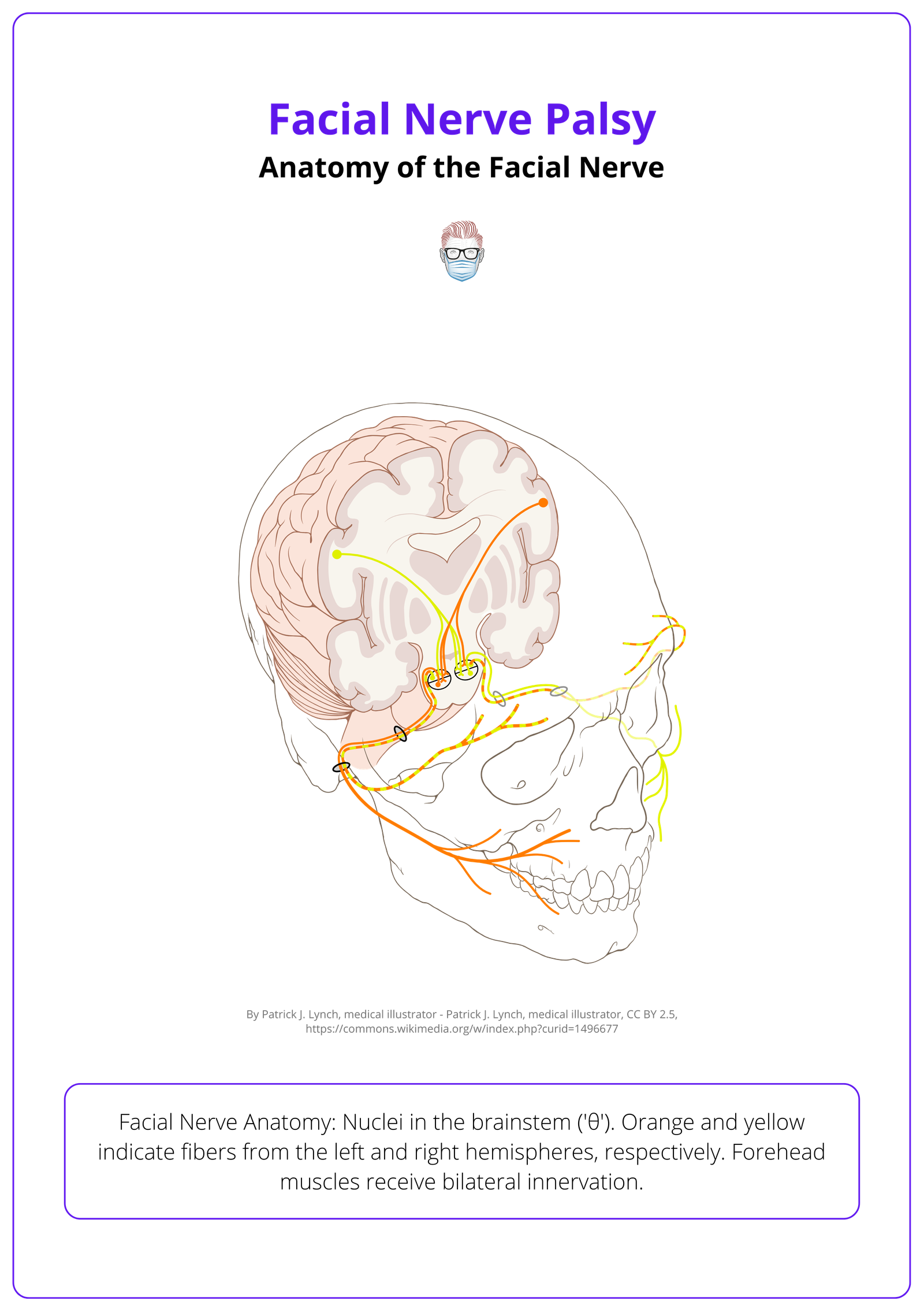 Facial Nerve Palsy:Clinical Assessment, Grading,& Management