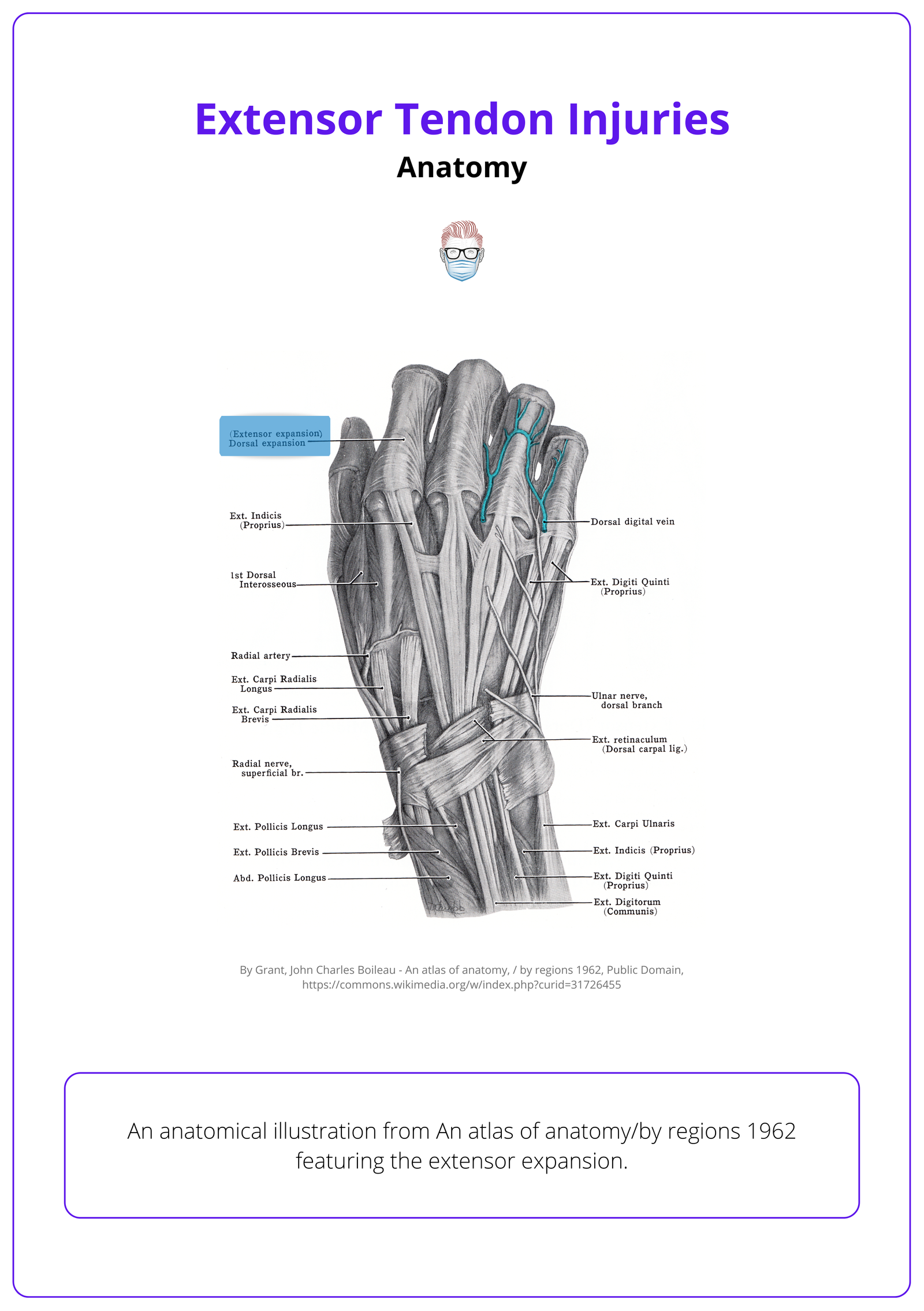 Extensor Tendon Injuries: Anatomy, Clinical Assessment, & Management