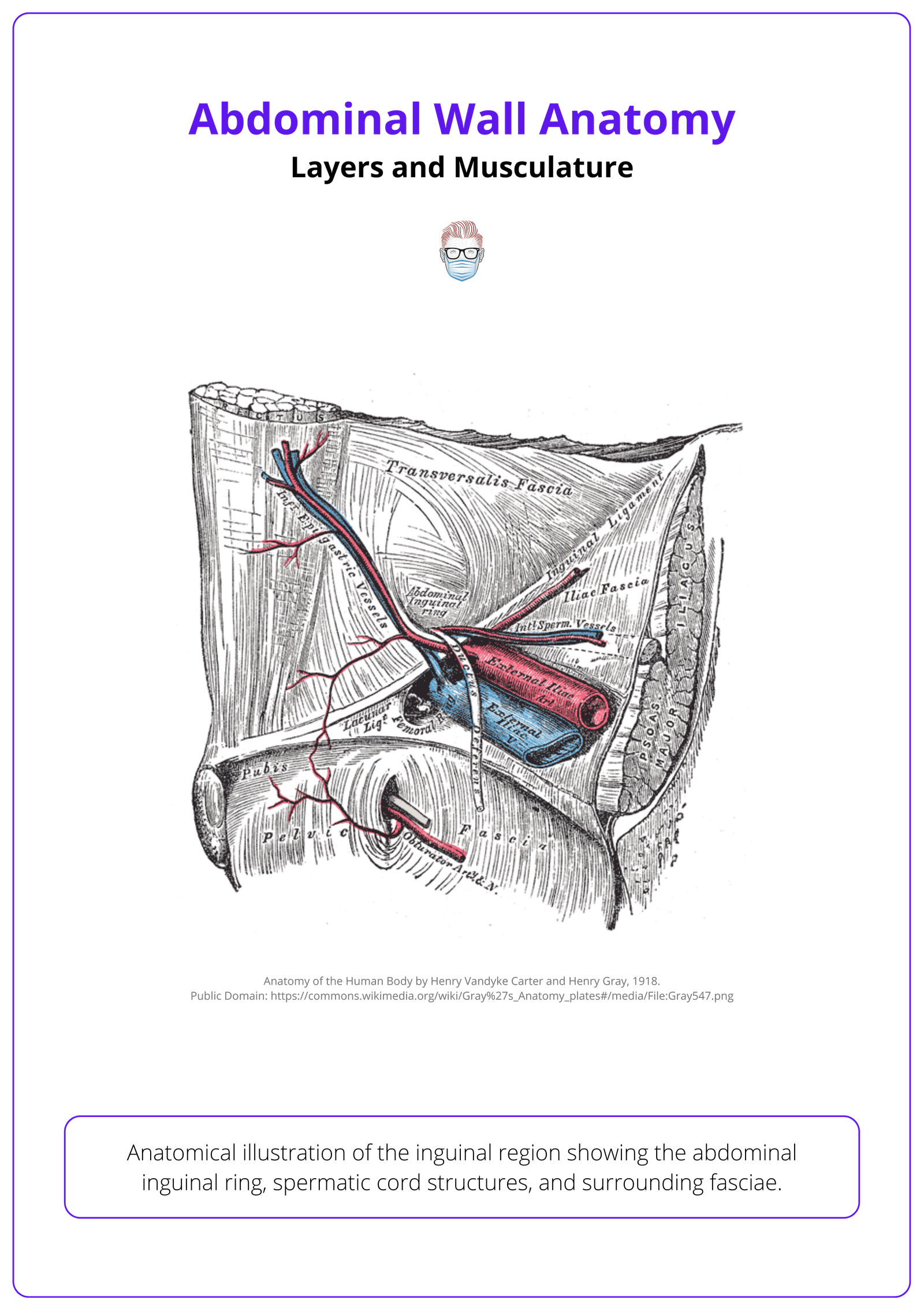 Abdominal Wall Anatomy: Surface, Skeletal Structure,& Layers