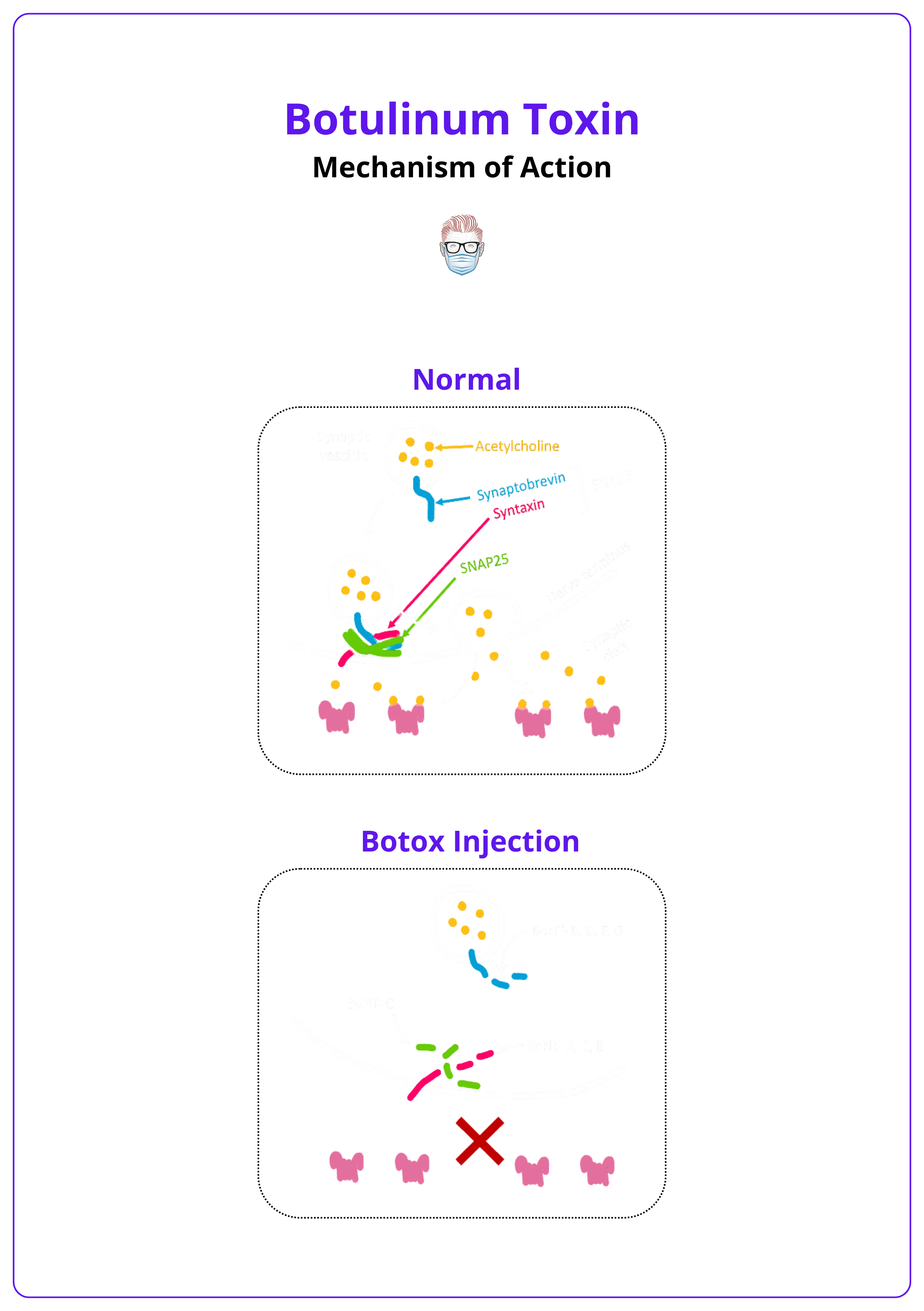 Botulinum Toxin: Mechanisms, Clinical Applications, & Injection Techniques