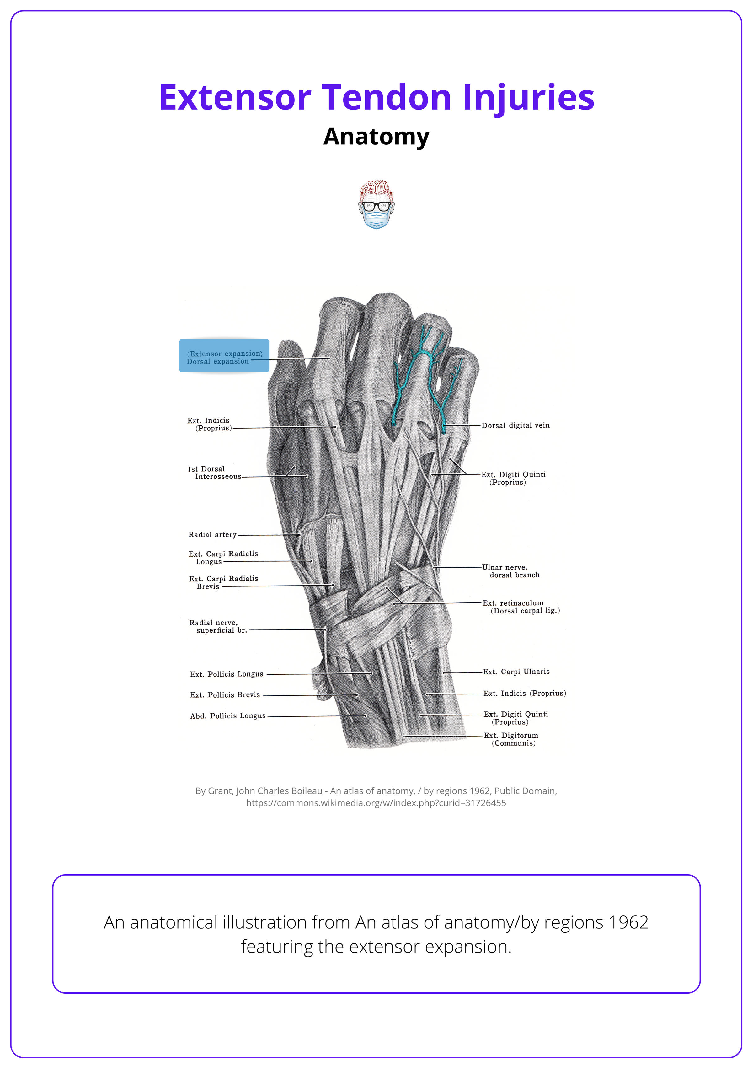 Extensor Tendon Injuries: Anatomy, Clinical Assessment, & Management