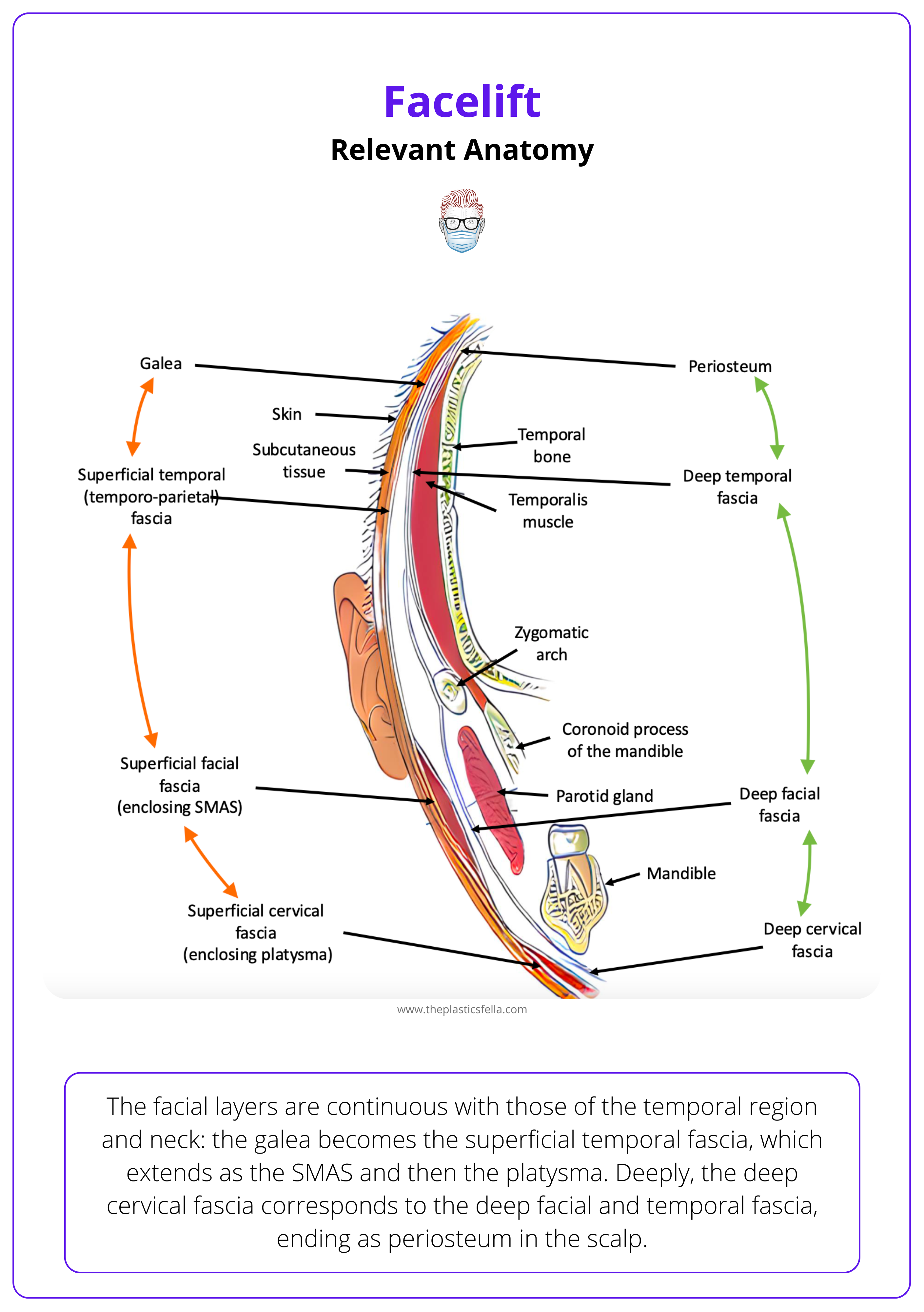 Facelift: Anatomy, Clinical Assessment, & Techniques