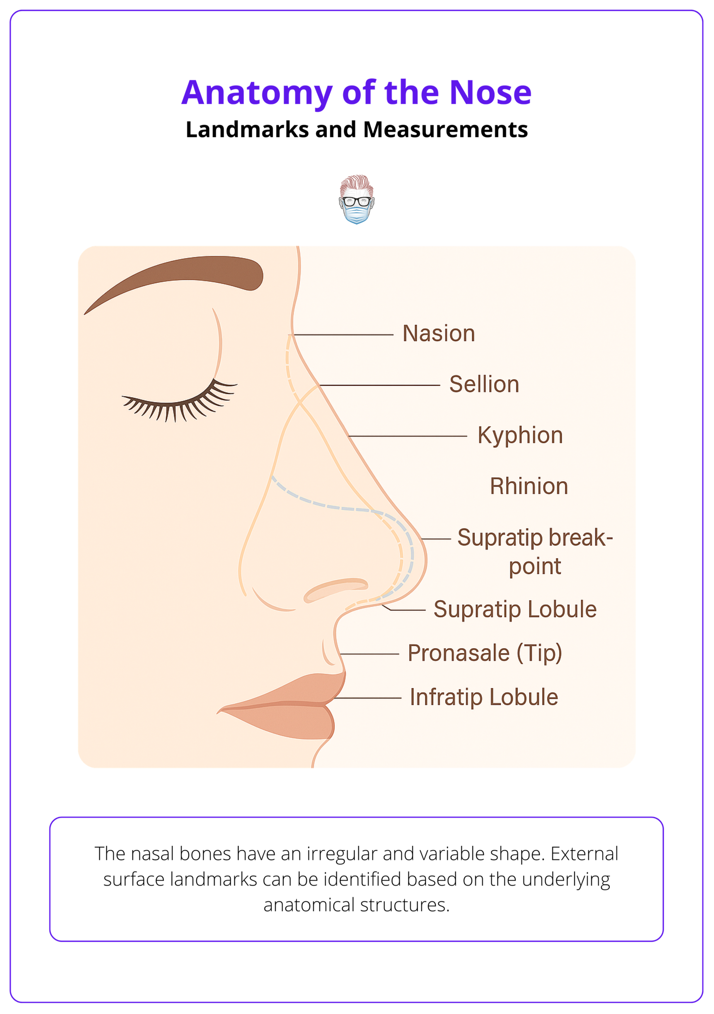 Anatomy of the Nose: Landmarks, Structure, & Surgical Considerations