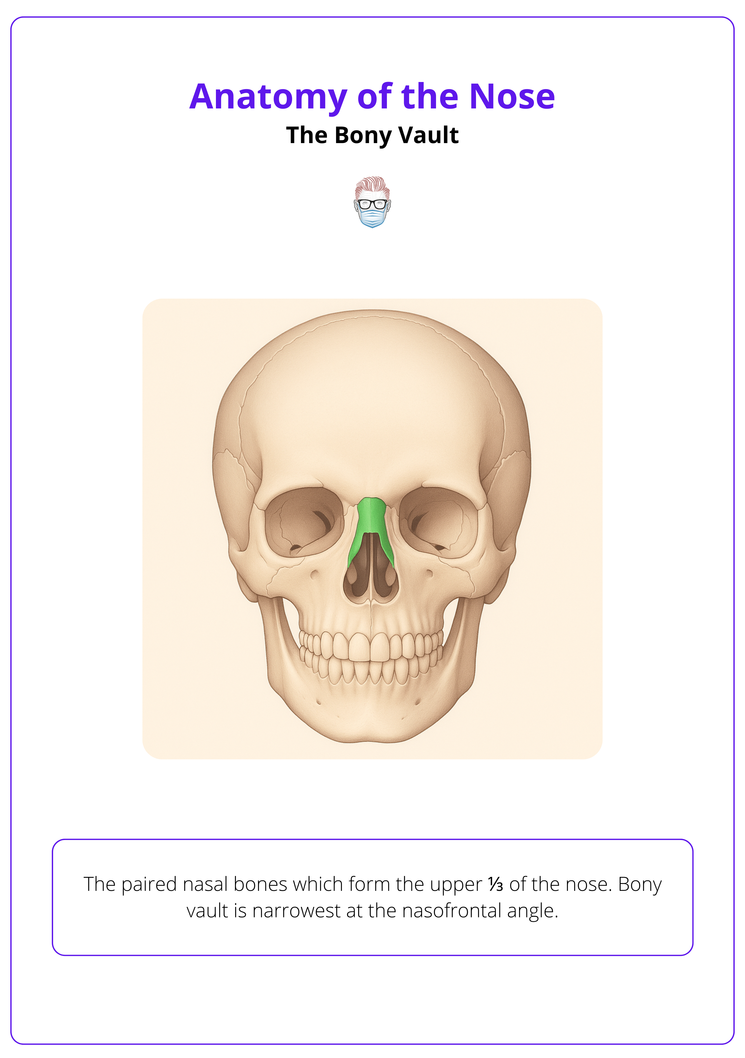 Anatomy of the Nose: Landmarks, Structure, & Surgical Considerations