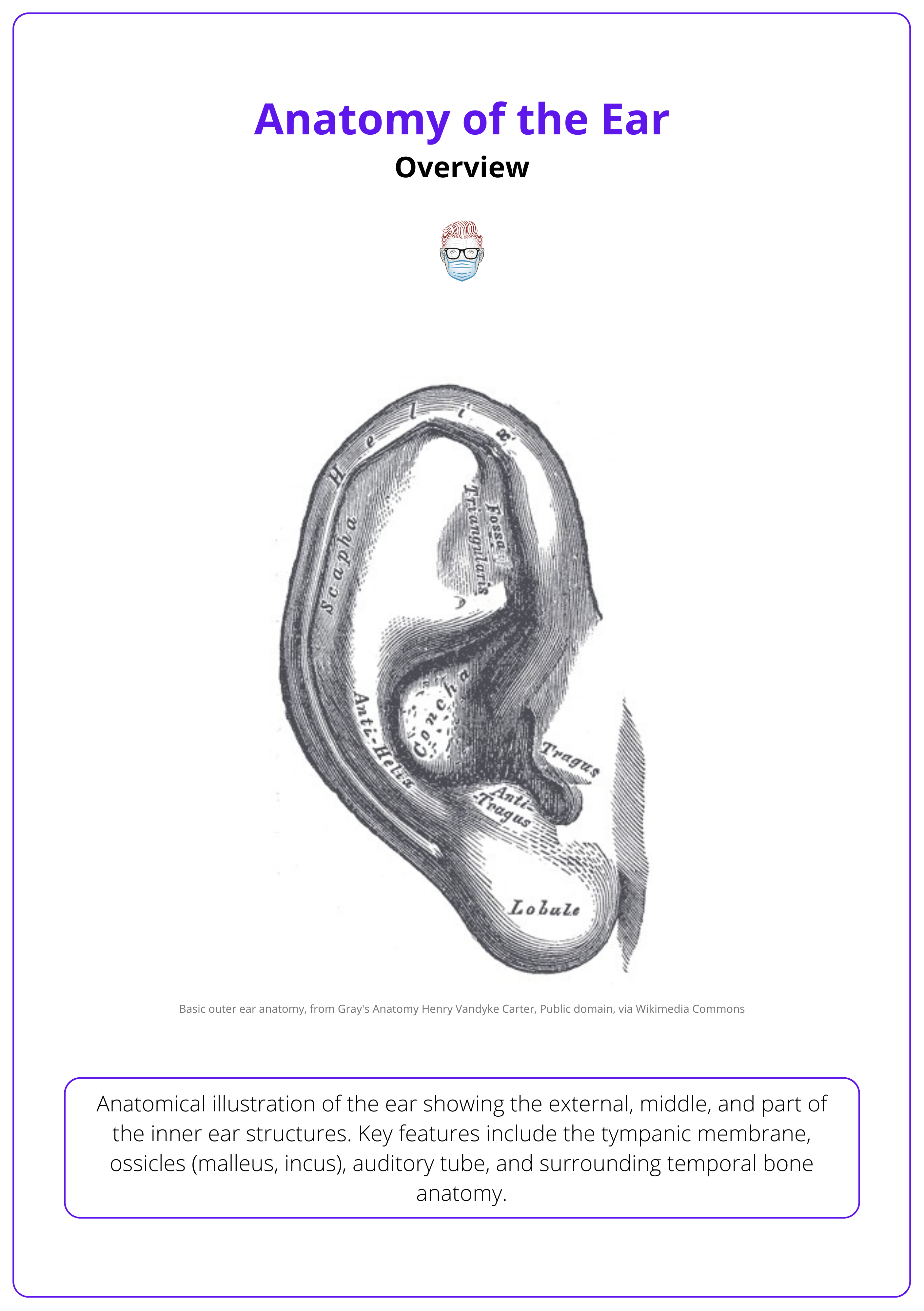 Anatomy of the Ear: Neurovascular Supply, Landmarks, & Aesthetic Subunits
