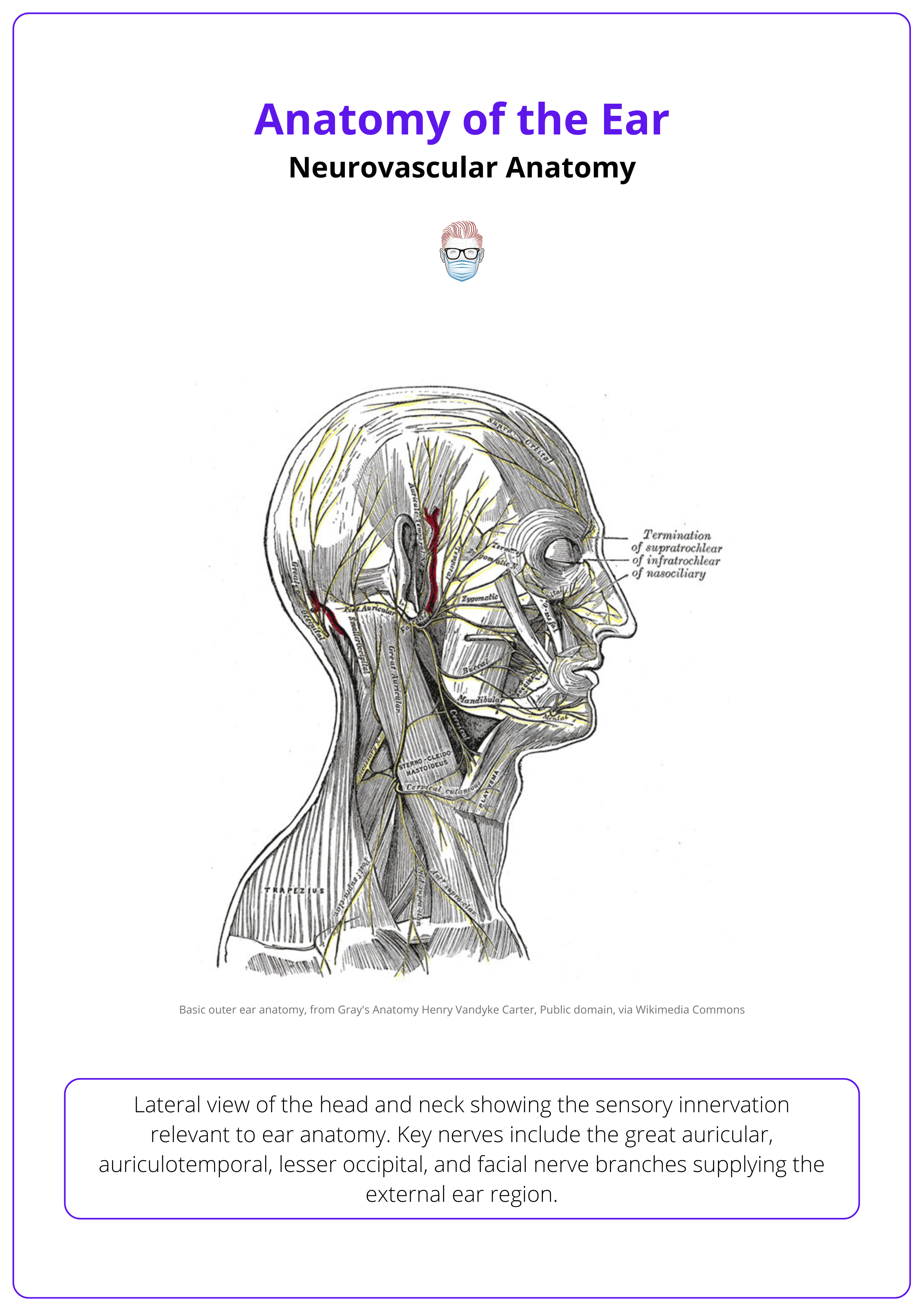Anatomy of the Ear: Neurovascular Supply, Landmarks, & Aesthetic Subunits