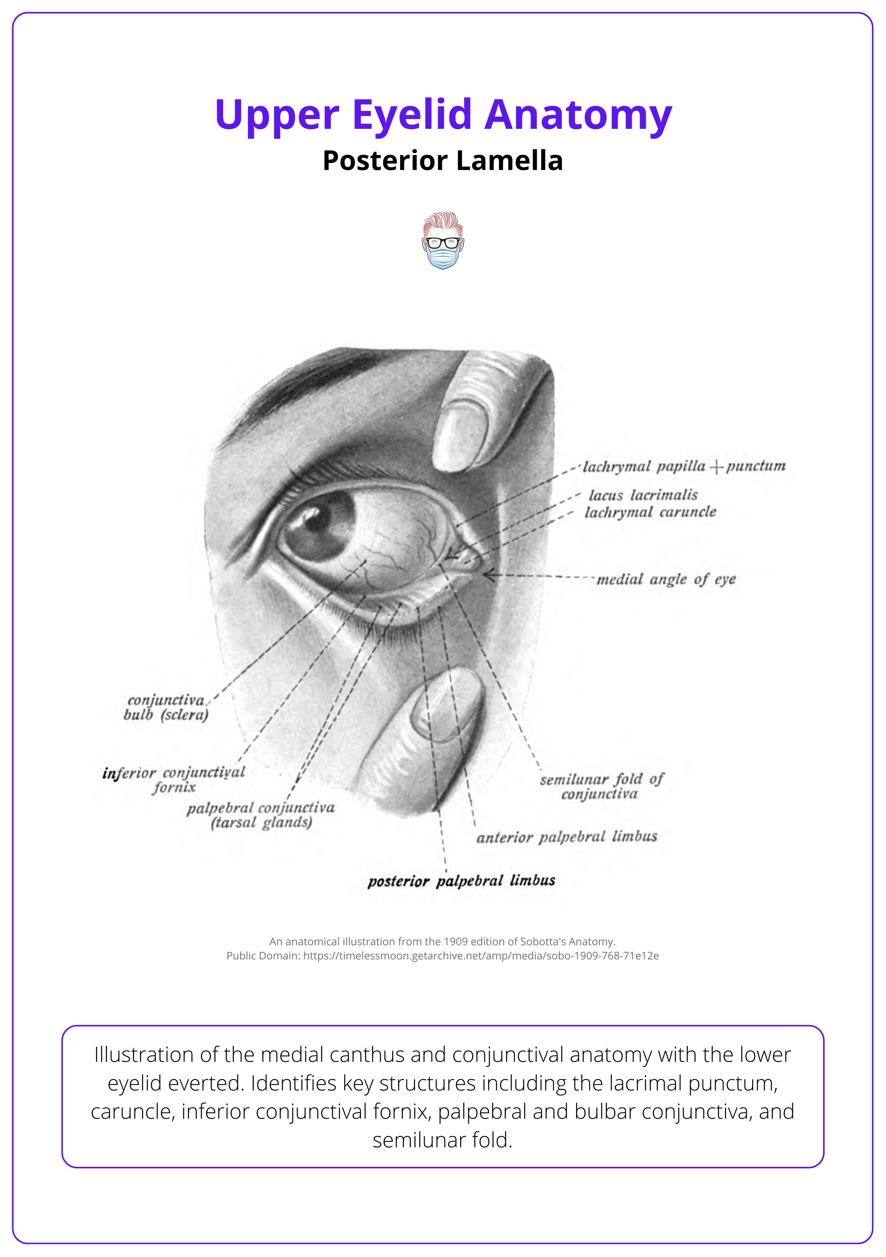 Upper Eyelid Anatomy: Layers, Neurovascular Supply, & Clinical Applications