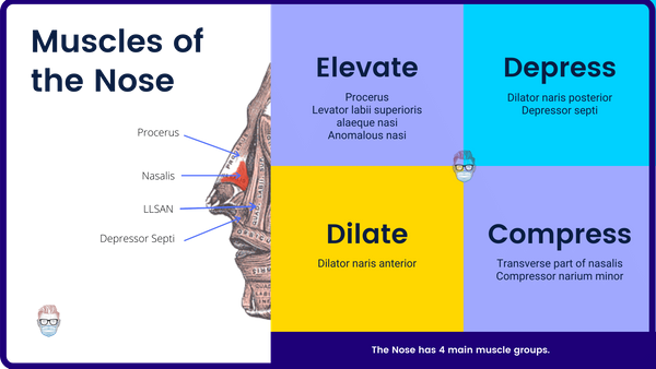 Clinical Anatomy of the Nose