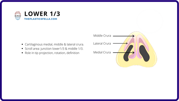 Clinical Anatomy of the Nose