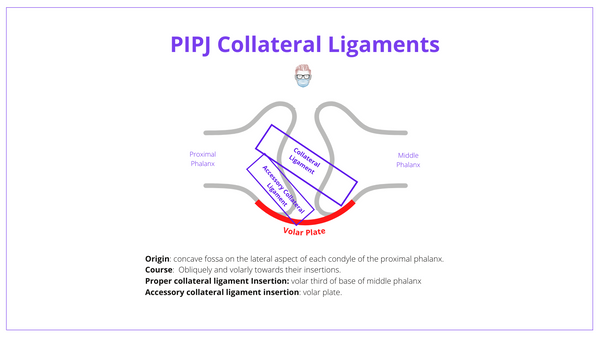 PIPJ Anatomy - Joint, Ligaments, Volar Plate