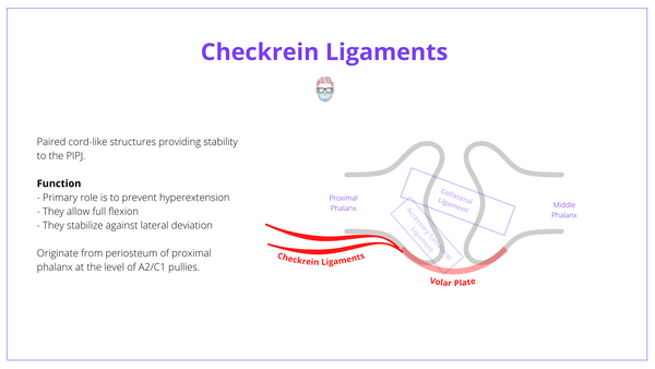 PIPJ Anatomy - Joint, Ligaments, Volar Plate