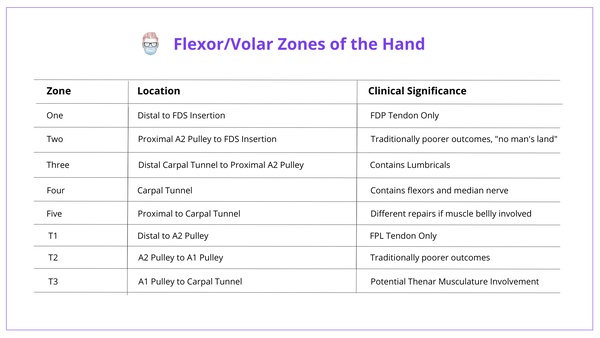 Zones of the Hand (Flexor and Extensor)