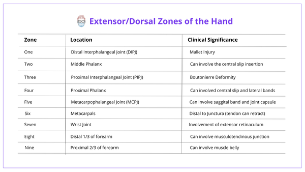 Zones of the Hand (Flexor and Extensor)