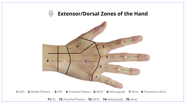 Zones of the Hand (Flexor and Extensor)