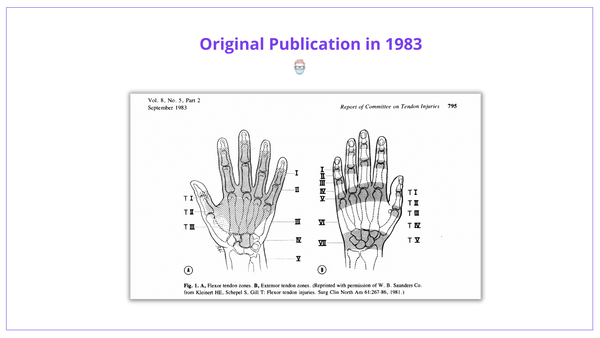Zones of the Hand (Flexor and Extensor)