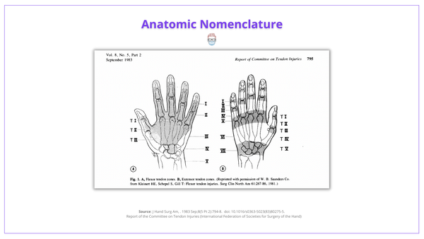 Zones of the Hand (Original Publication)