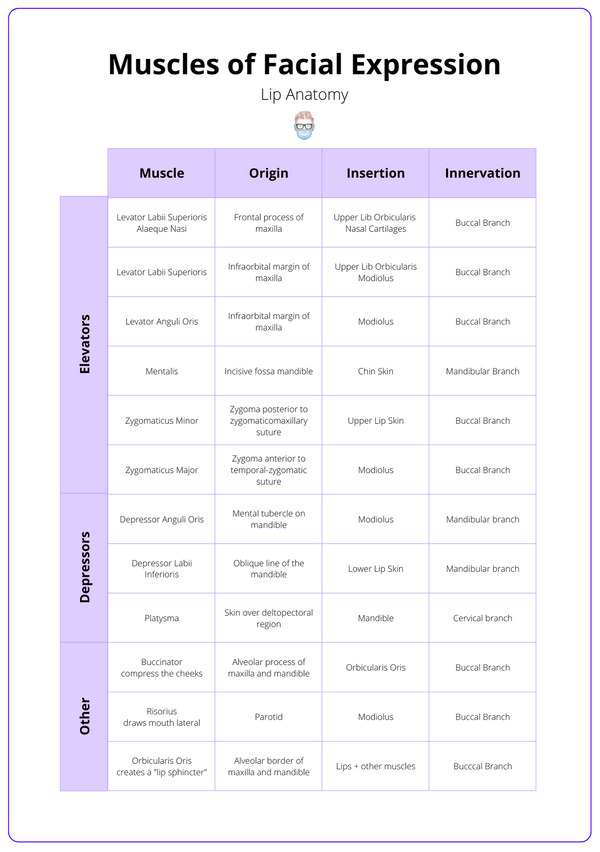 Anatomy of the Lip: Muscles, Nerves, Arteries, & Function