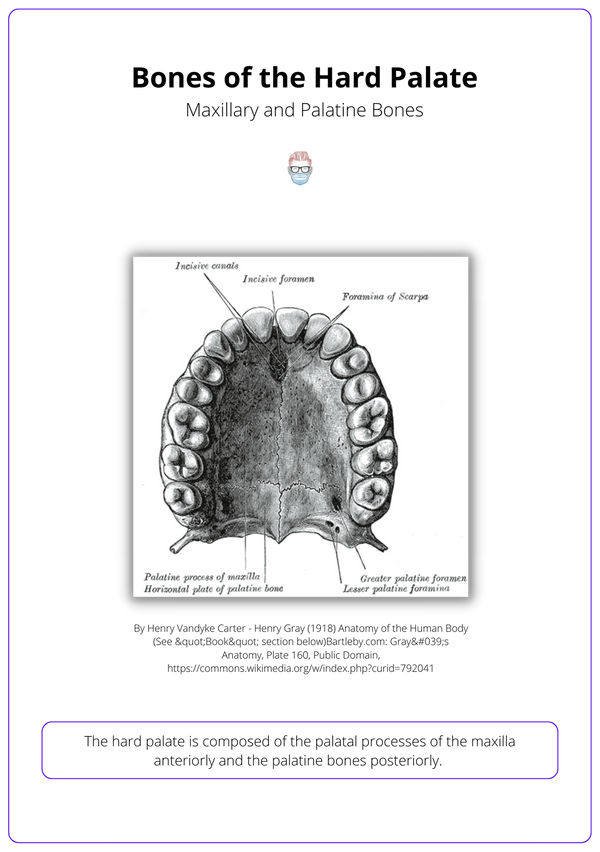 Anatomy of Hard & Soft Palate: Bones, Muscle, Artery, and Nerves