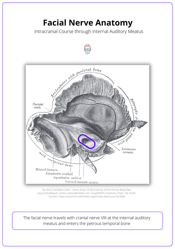 Facial Nerve Anatomy: Course, Branches, & Variations