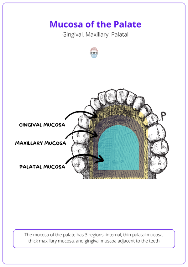 Anatomy of Hard & Soft Palate: Bones, Muscle, Artery, and Nerves