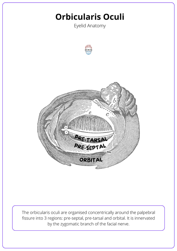 Lower Eyelid Anatomy · Skin, Muscle, Tarsal Plate, Conjunctiva