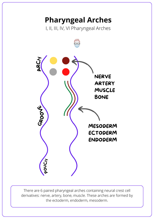 Pharyngeal (Branchial) Arches · Grooves, Pouches and Illustrations